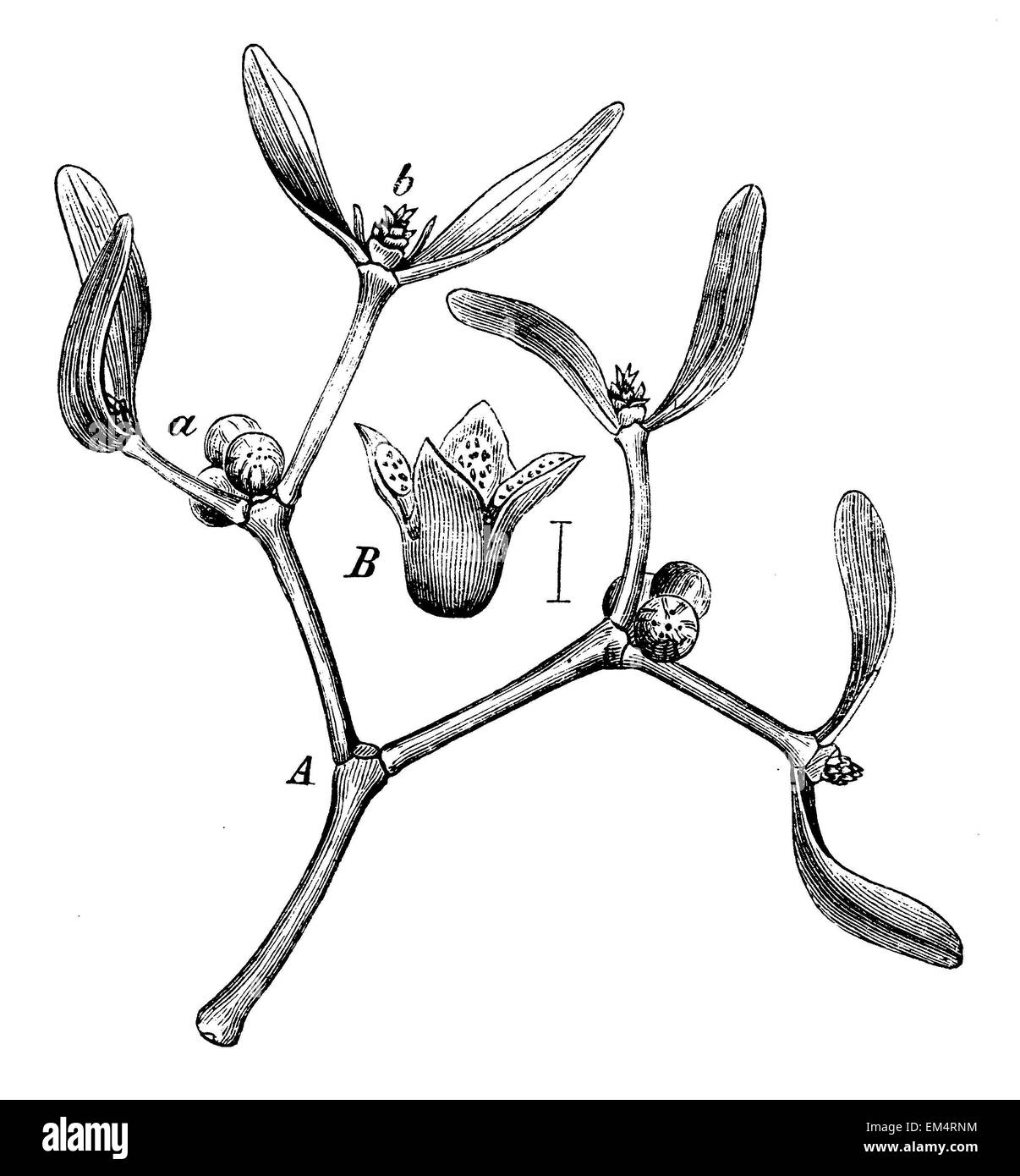 Old plant engraving hi-res stock photography and images - Alamy