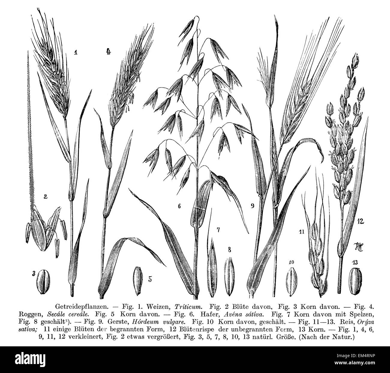 Poaceae sussgraser Black and White Stock Photos & Images - Alamy