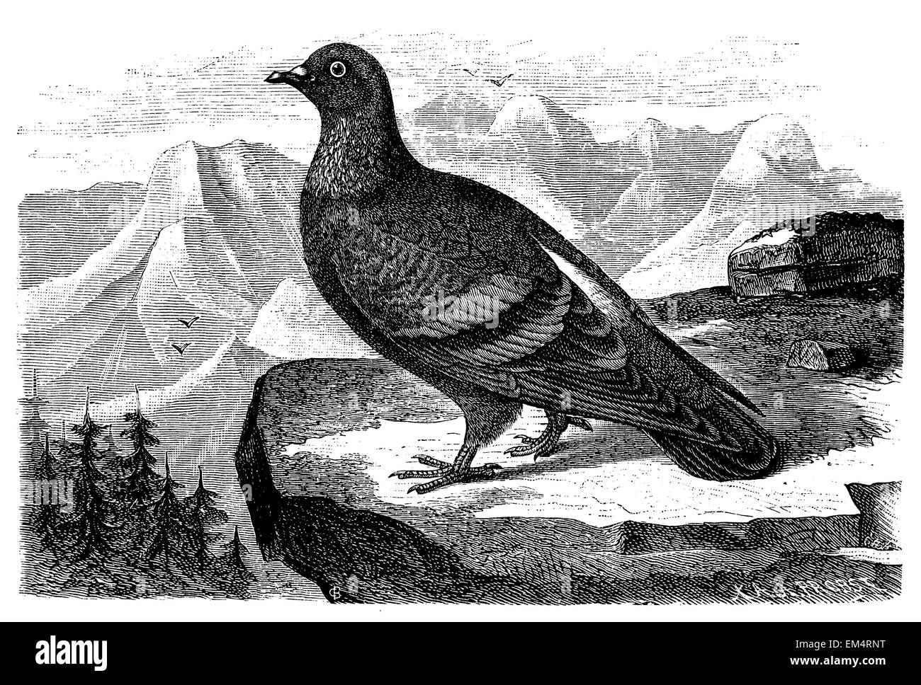 White rock dove hi-res stock photography and images - Alamy