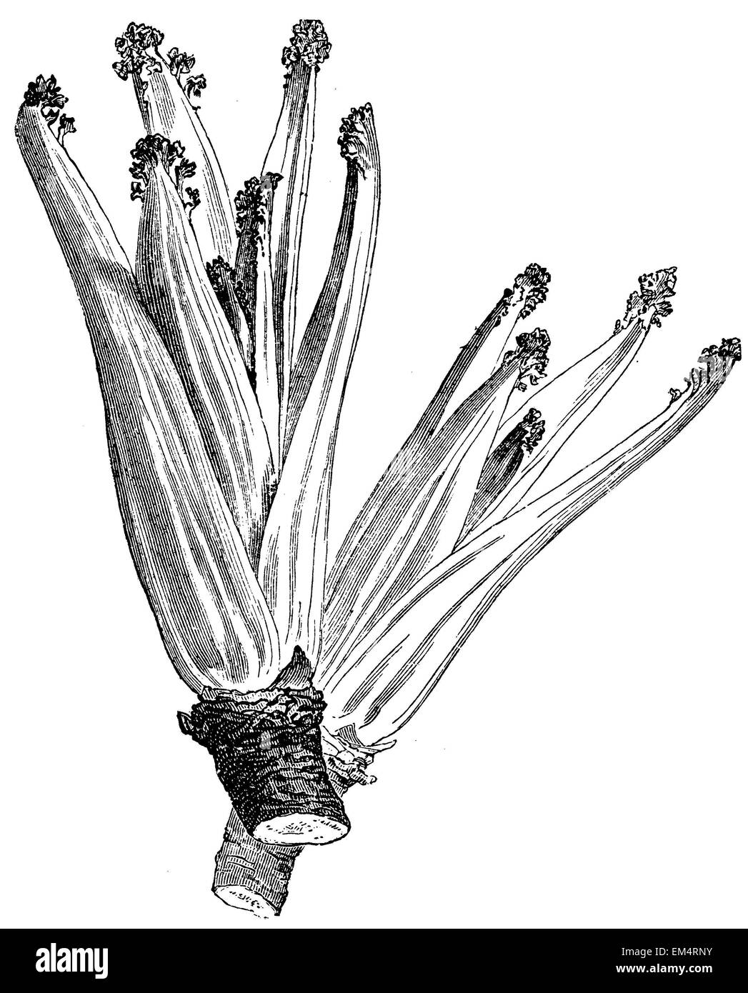 Botanical illustration of sea kale hi-res stock photography and images ...