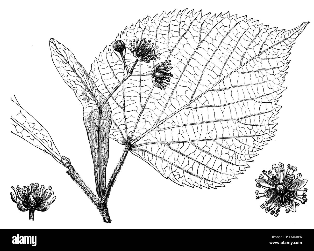 Large Leaved Lime Stock Photo - Alamy