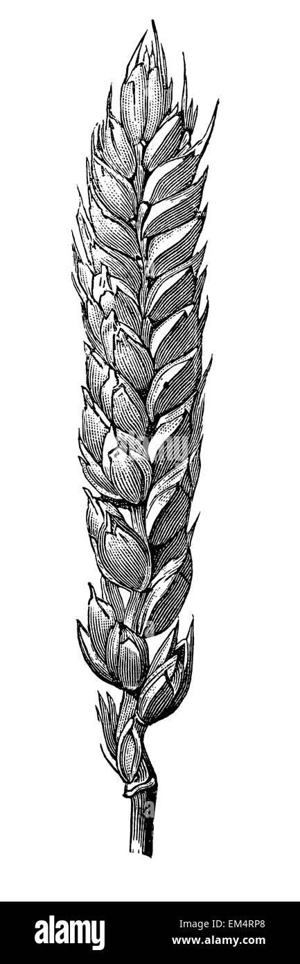 Wheat botanical illustration Cut Out Stock Images & Pictures - Alamy