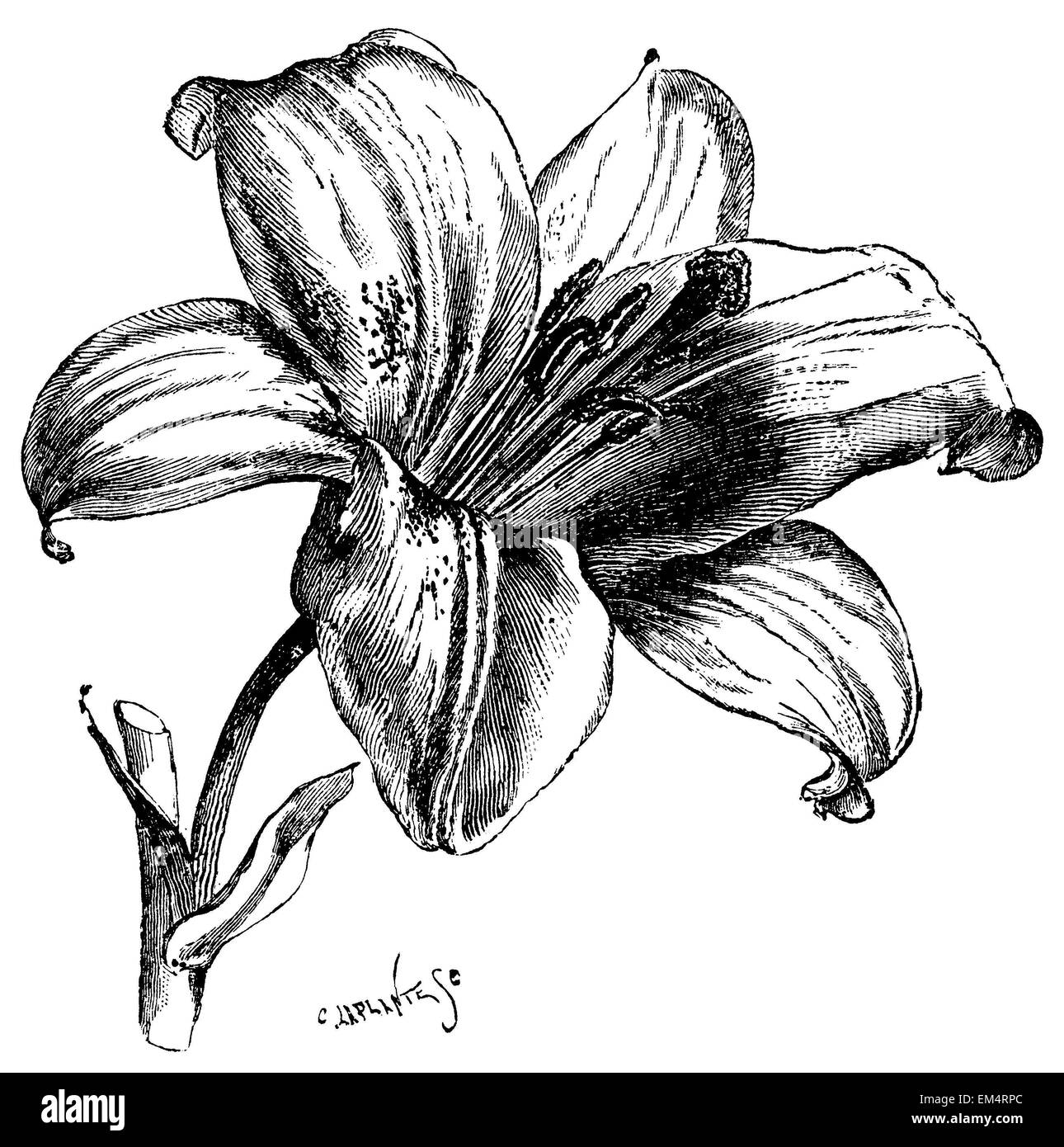 White lily garden plants Black and White Stock Photos & Images - Alamy