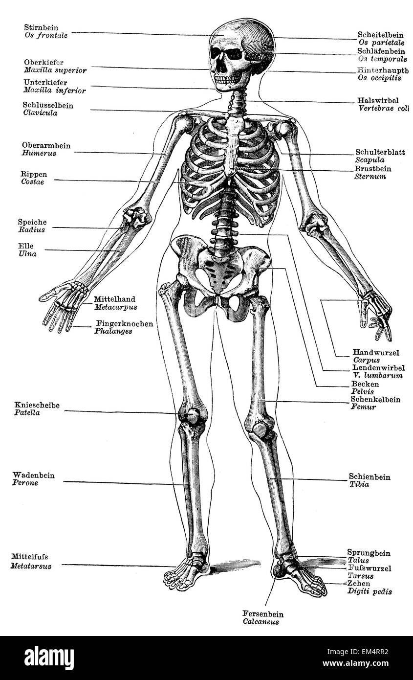 Homo sapiens drawing hi-res stock photography and images - Alamy