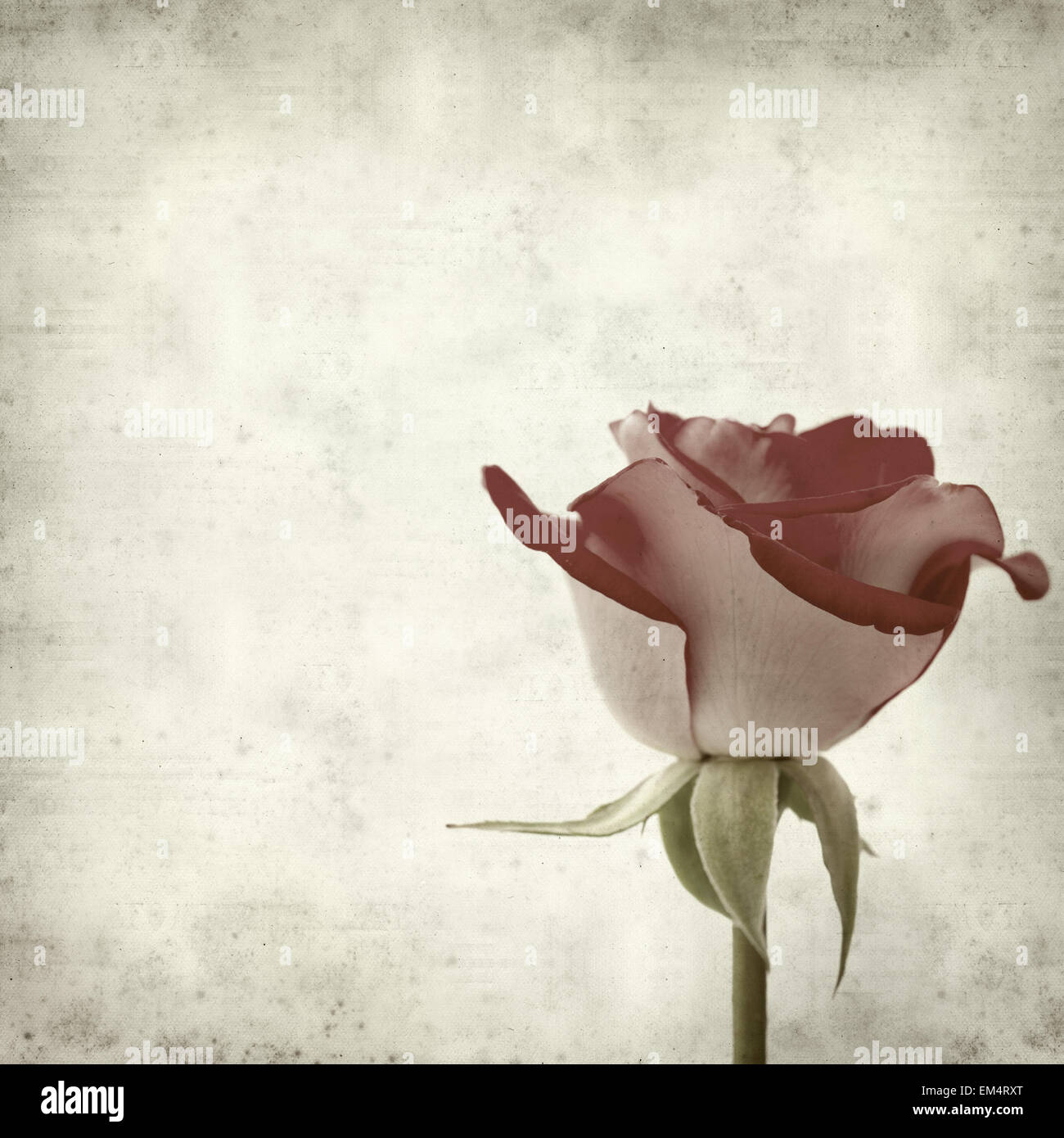 textured old paper background with two-toned roses Stock Photo - Alamy