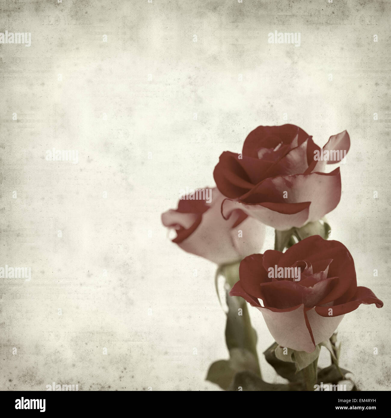 textured old paper background with two-toned roses Stock Photo - Alamy