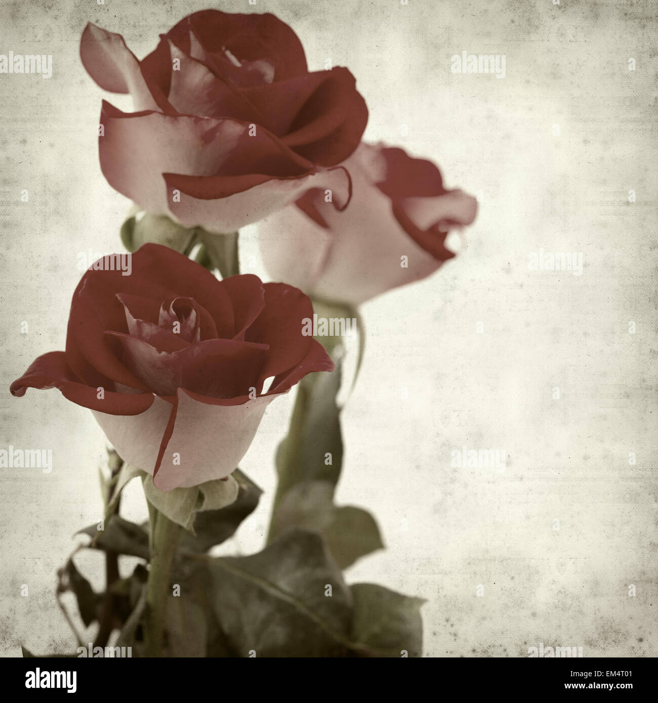 textured old paper background with two-toned roses Stock Photo - Alamy