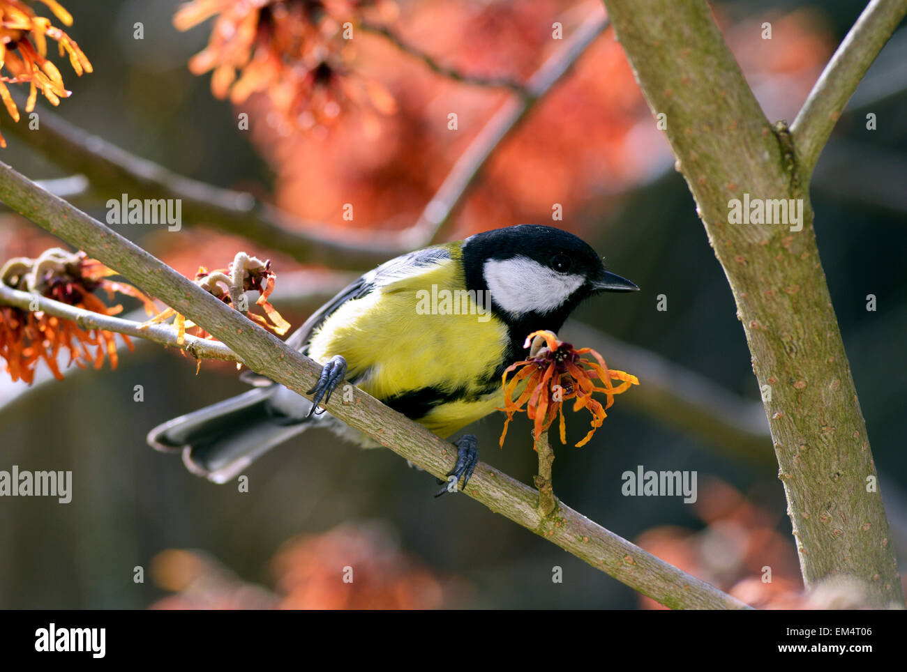 Great tit on Witch Hazel(Hamamelis x intermedia Jelena) in blossom ...