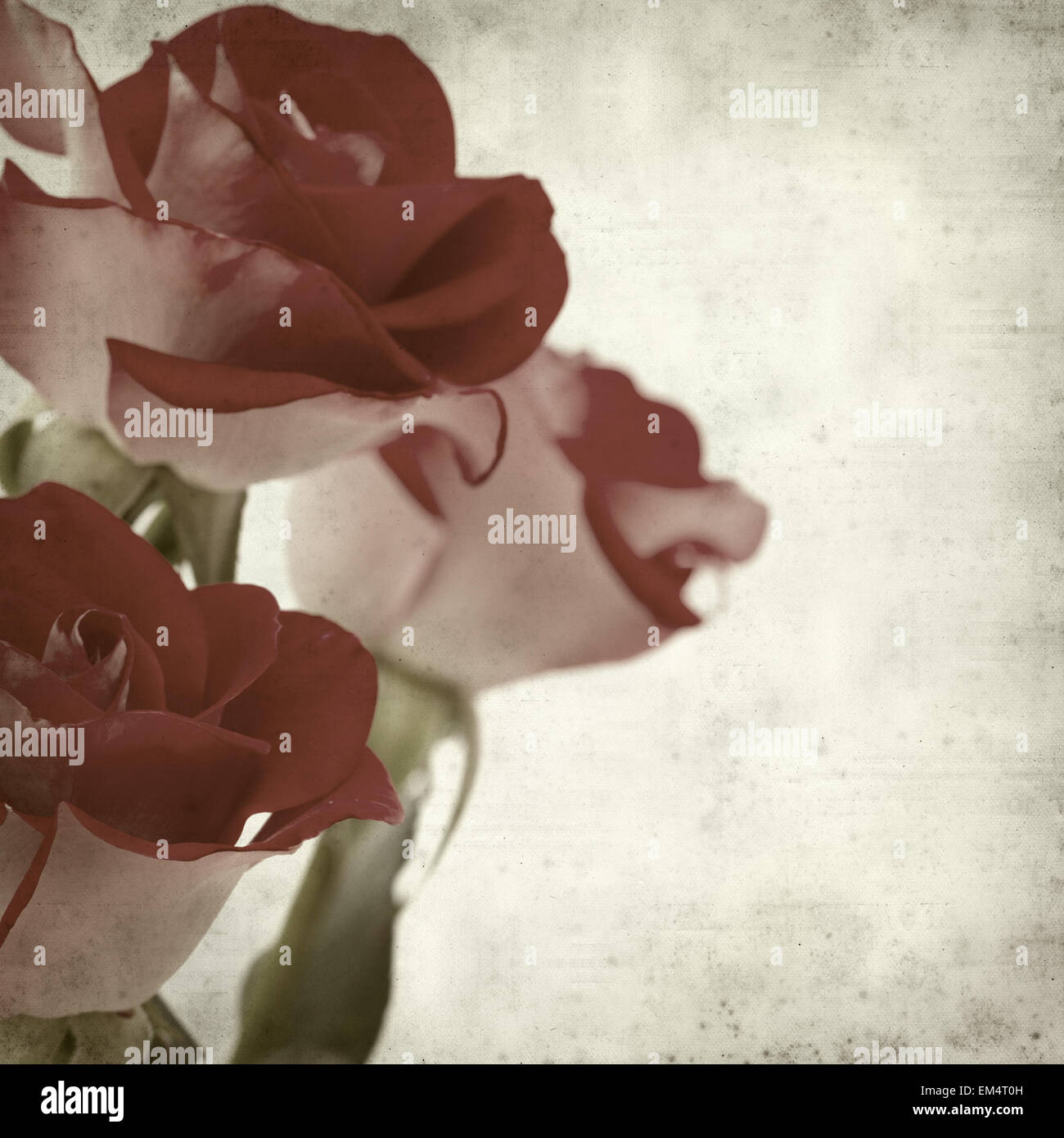 textured old paper background with two-toned roses Stock Photo - Alamy