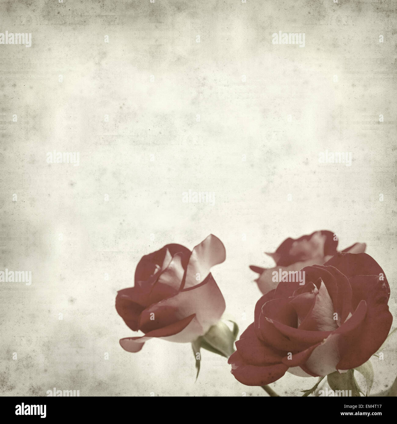 textured old paper background with two-toned roses Stock Photo - Alamy