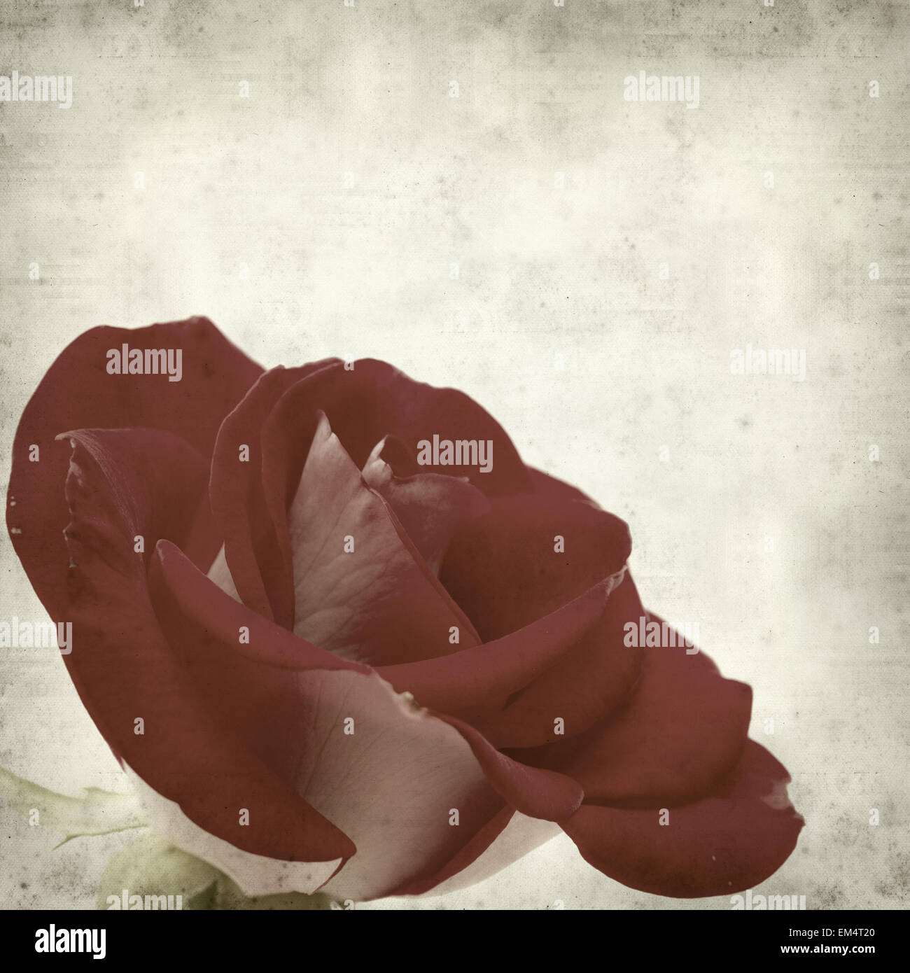 textured old paper background with two-toned roses Stock Photo - Alamy