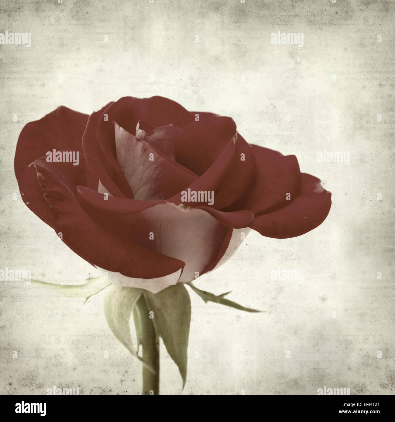 textured old paper background with two-toned roses Stock Photo - Alamy