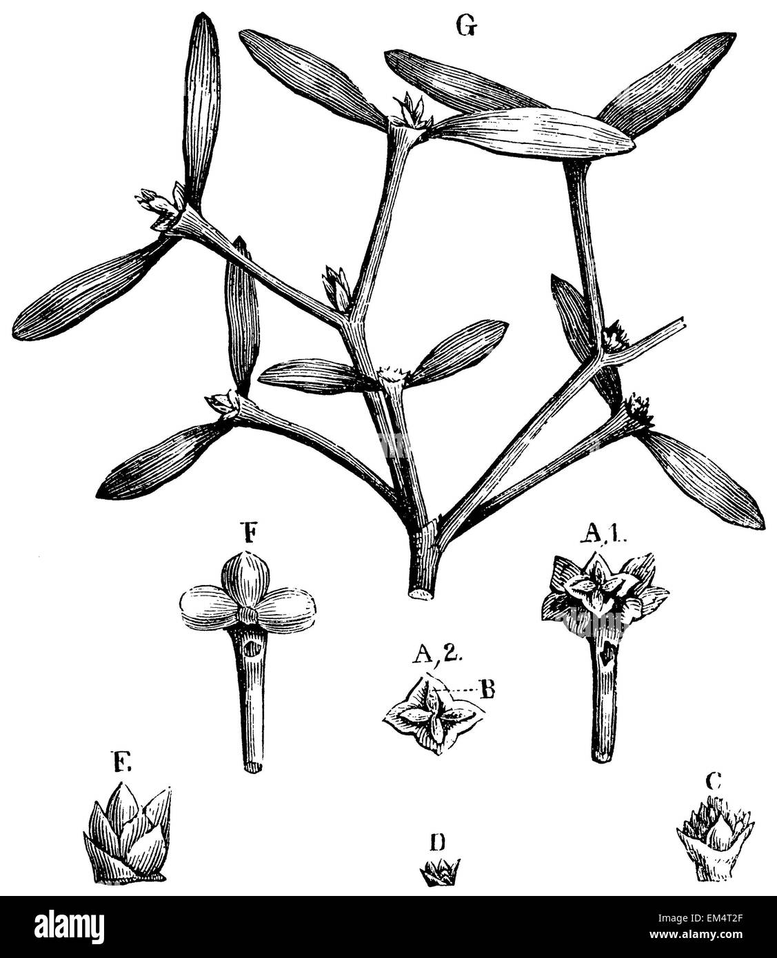 Mistletoe botanical illustration hi-res stock photography and images ...