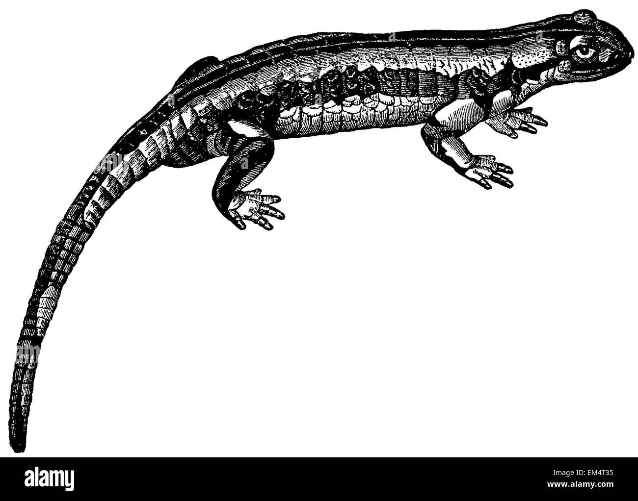 Fire Salamander Drawing
