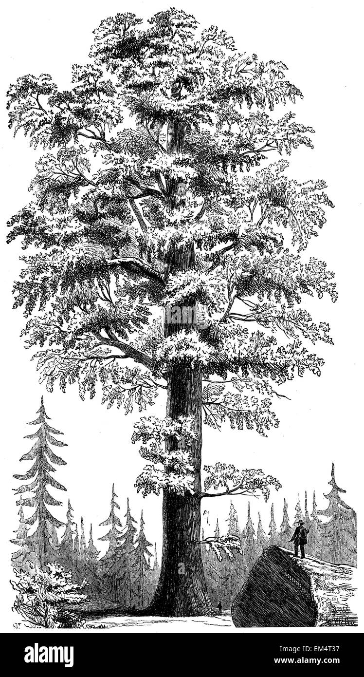 Coast Redwood Drawing