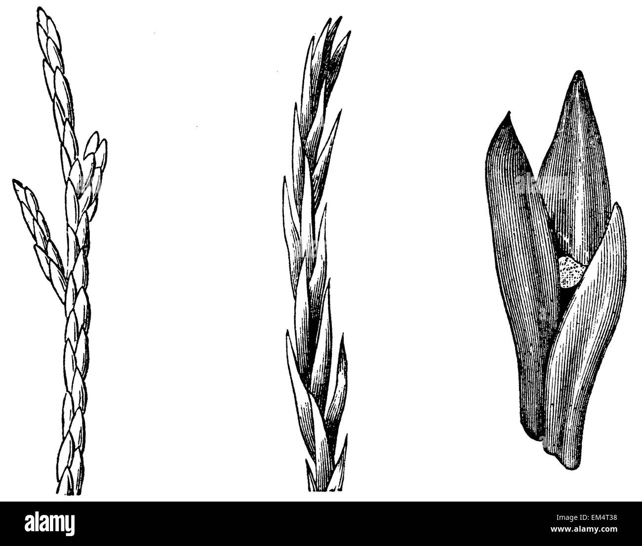 Twigs Black and White Stock Photos & Images - Alamy