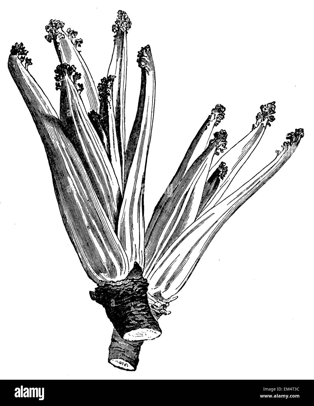 crambe, Sea Kale Stock Photo - Alamy