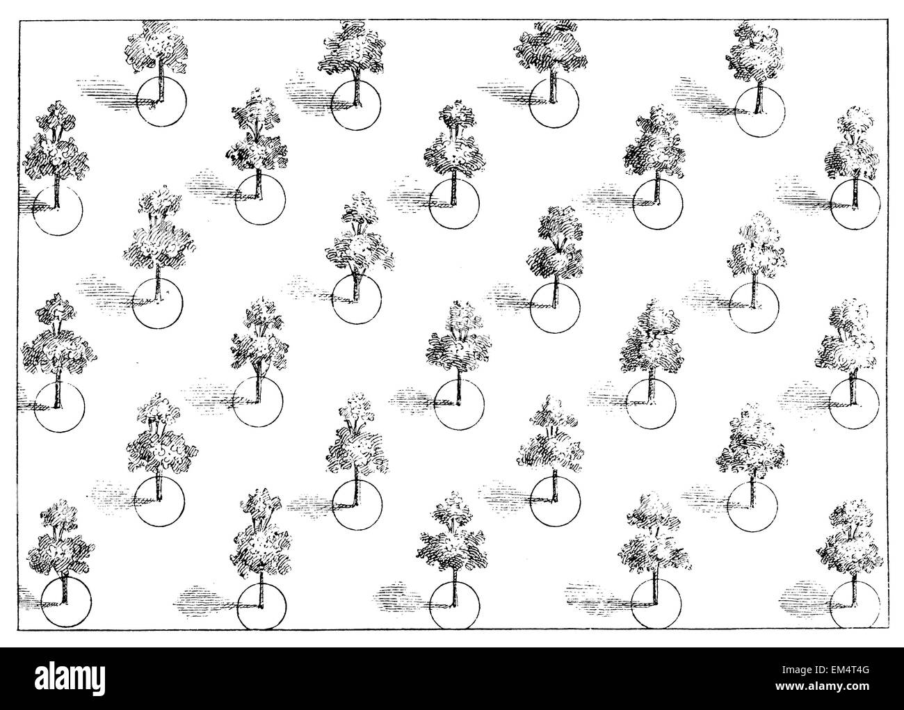 Array of trees Black and White Stock Photos & Images - Alamy