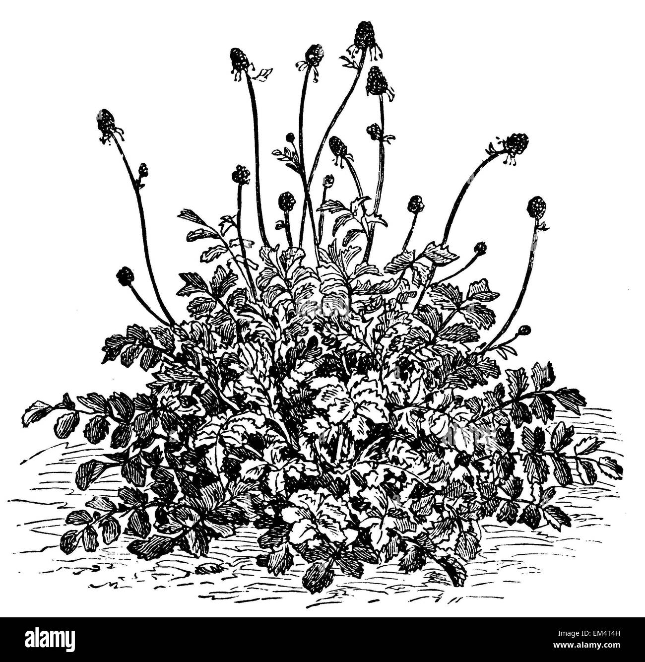 Burnet Black and White Stock Photos & Images - Alamy