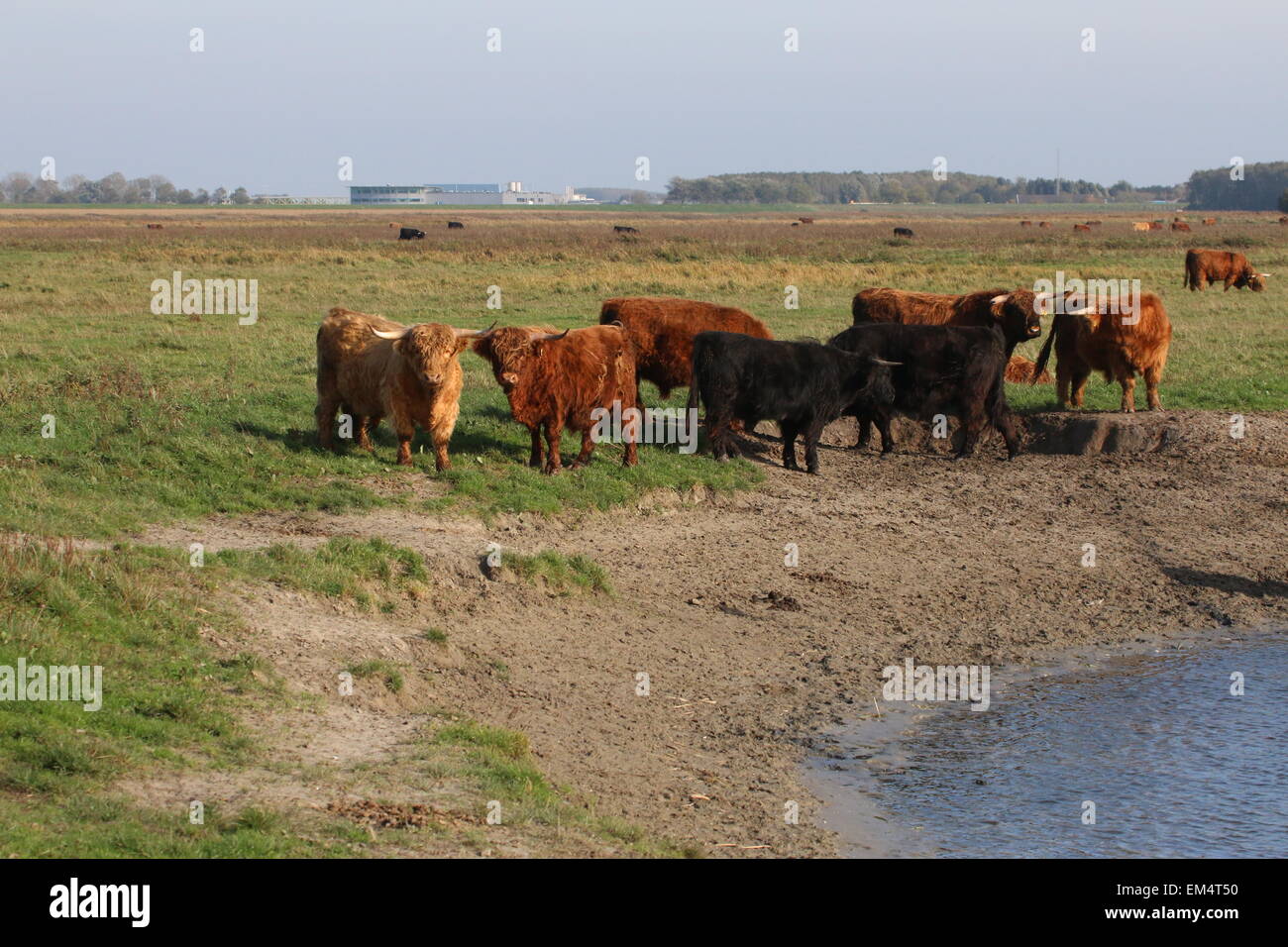 Landscape with herd of Highland cattle at Lauwersmeer National Park at ...
