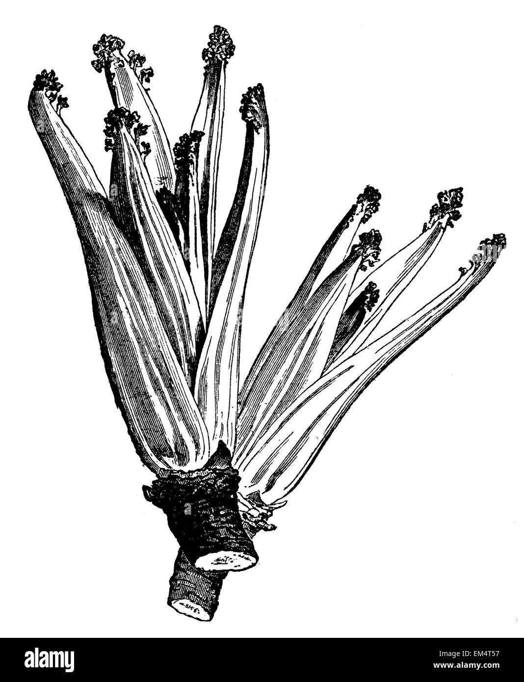 Kale illustration Black and White Stock Photos & Images - Alamy