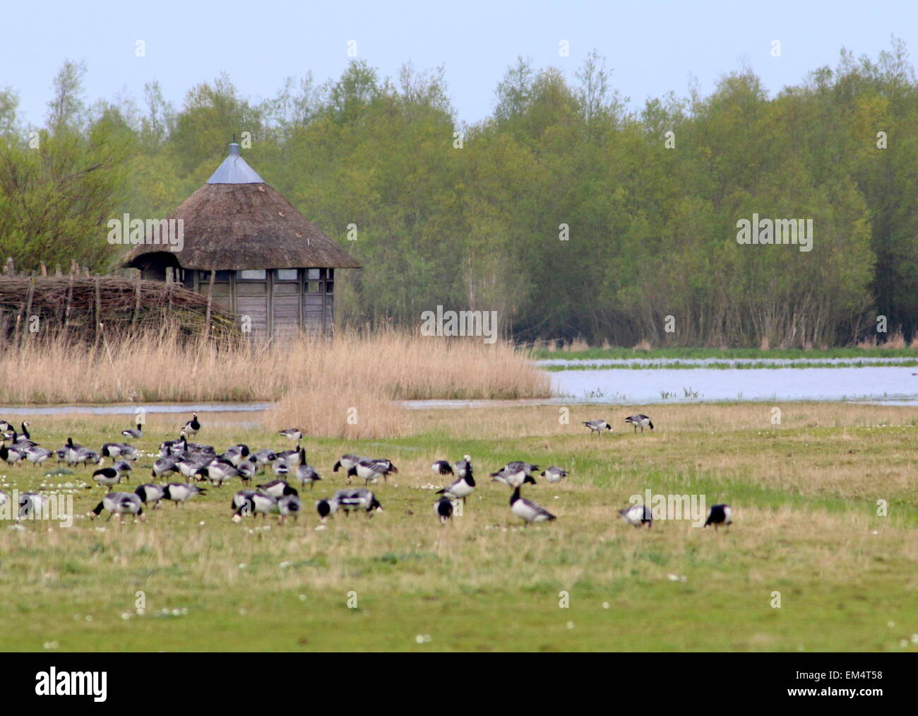 National park lauwersmeer ezumakeeg hi-res stock photography and images ...