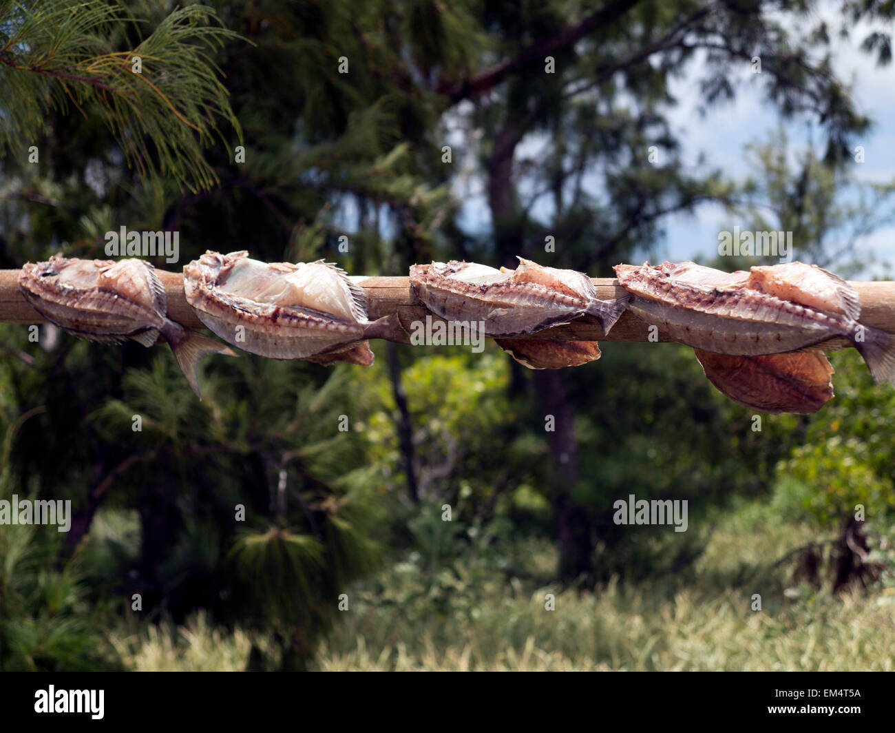 Mauritius tropical fish hi-res stock photography and images - Alamy
