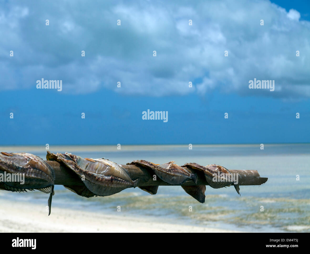 Mauritius ile coco fish hi-res stock photography and images - Alamy