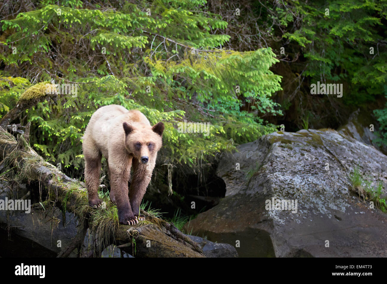 Balance,Bear,Grizzly Bear,Fallen Tree,Forest Stock Photo - Alamy