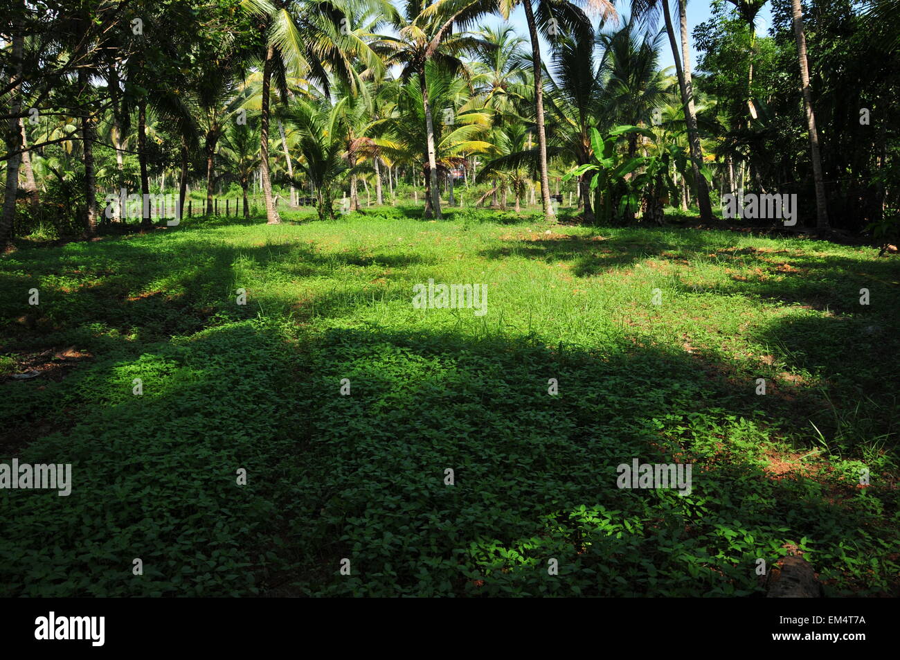 A land with full of green plants and coconut trees Stock Photo - Alamy