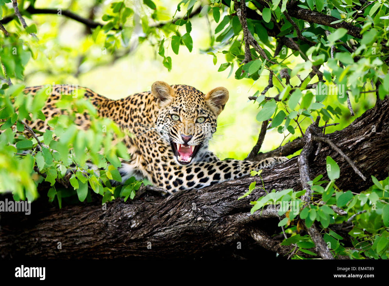 Animal staring snarling hi-res stock photography and images - Alamy