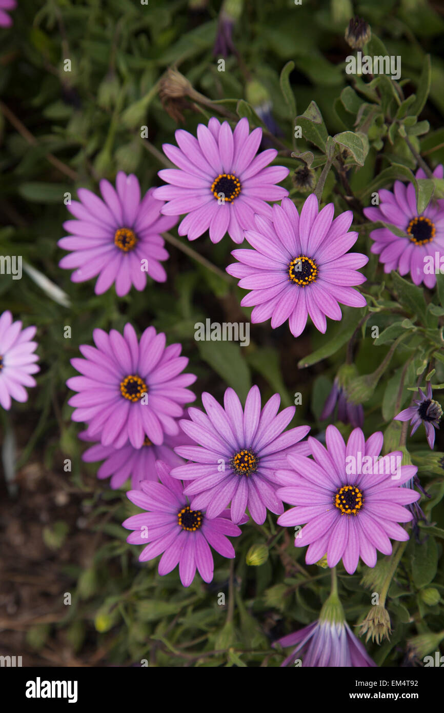 Purple Daisy Flower in Garden Setting Stock Photo - Alamy