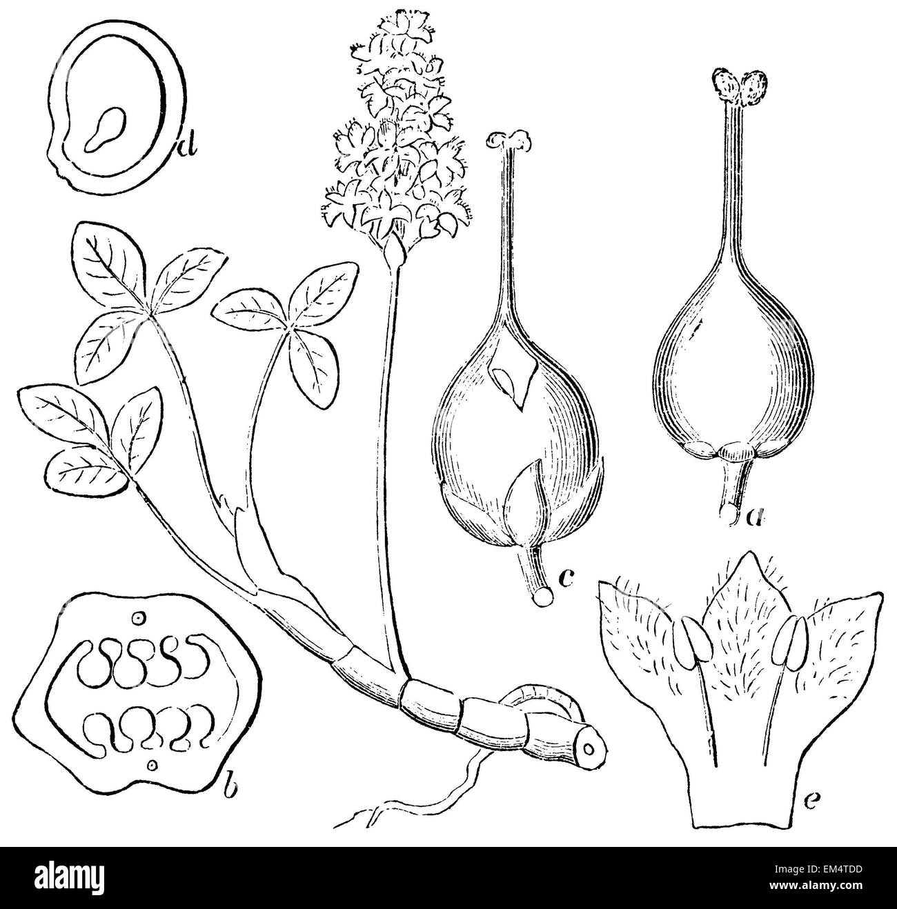 Bog plants Cut Out Stock Images & Pictures - Alamy