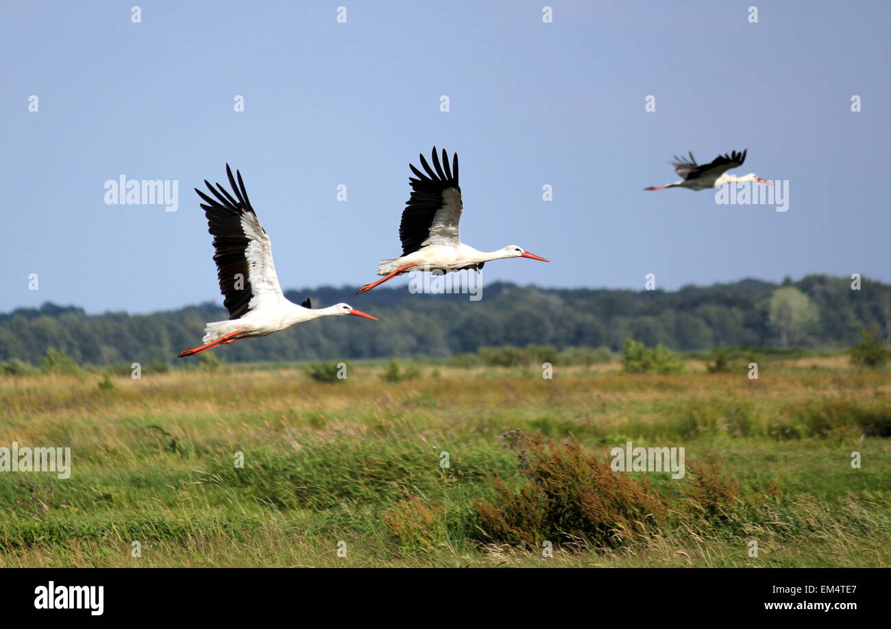 Three European white Storks in flight at the Lauwersmeer National Park ...