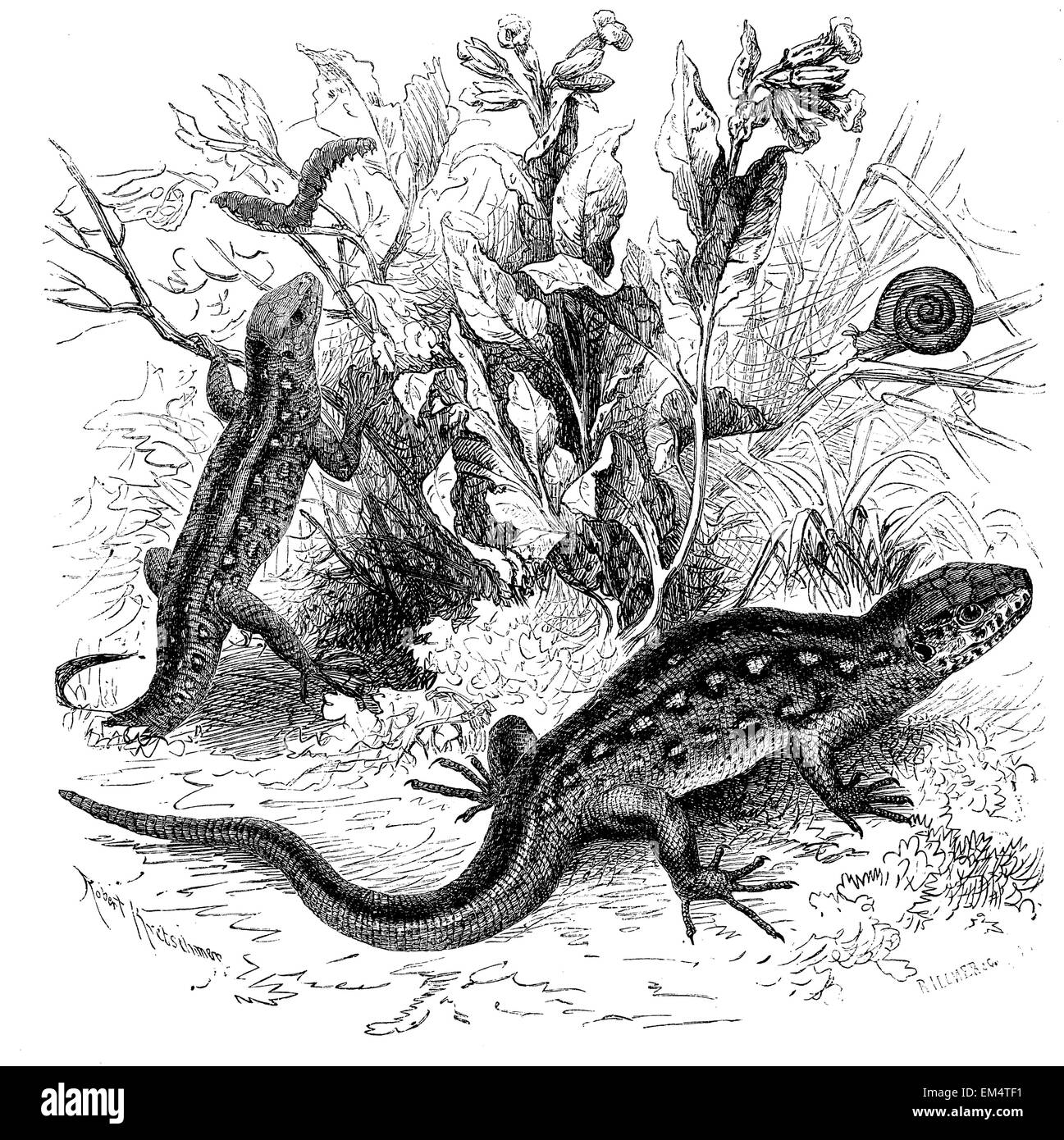 Illustrations lizard hi-res stock photography and images - Alamy