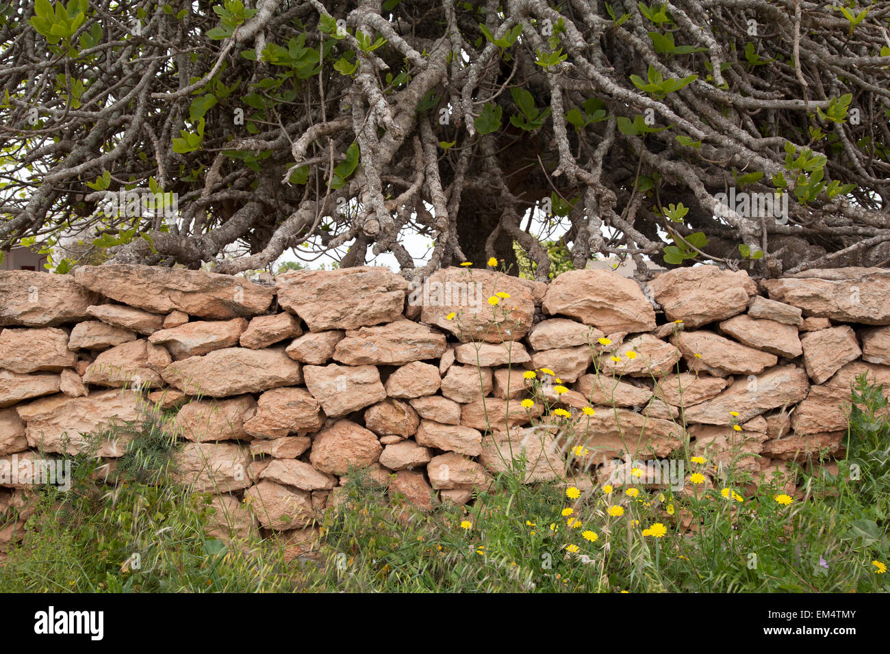 Stone Wall and Fig Tree in Formentera; Balearic Islands, Spain Stock ...