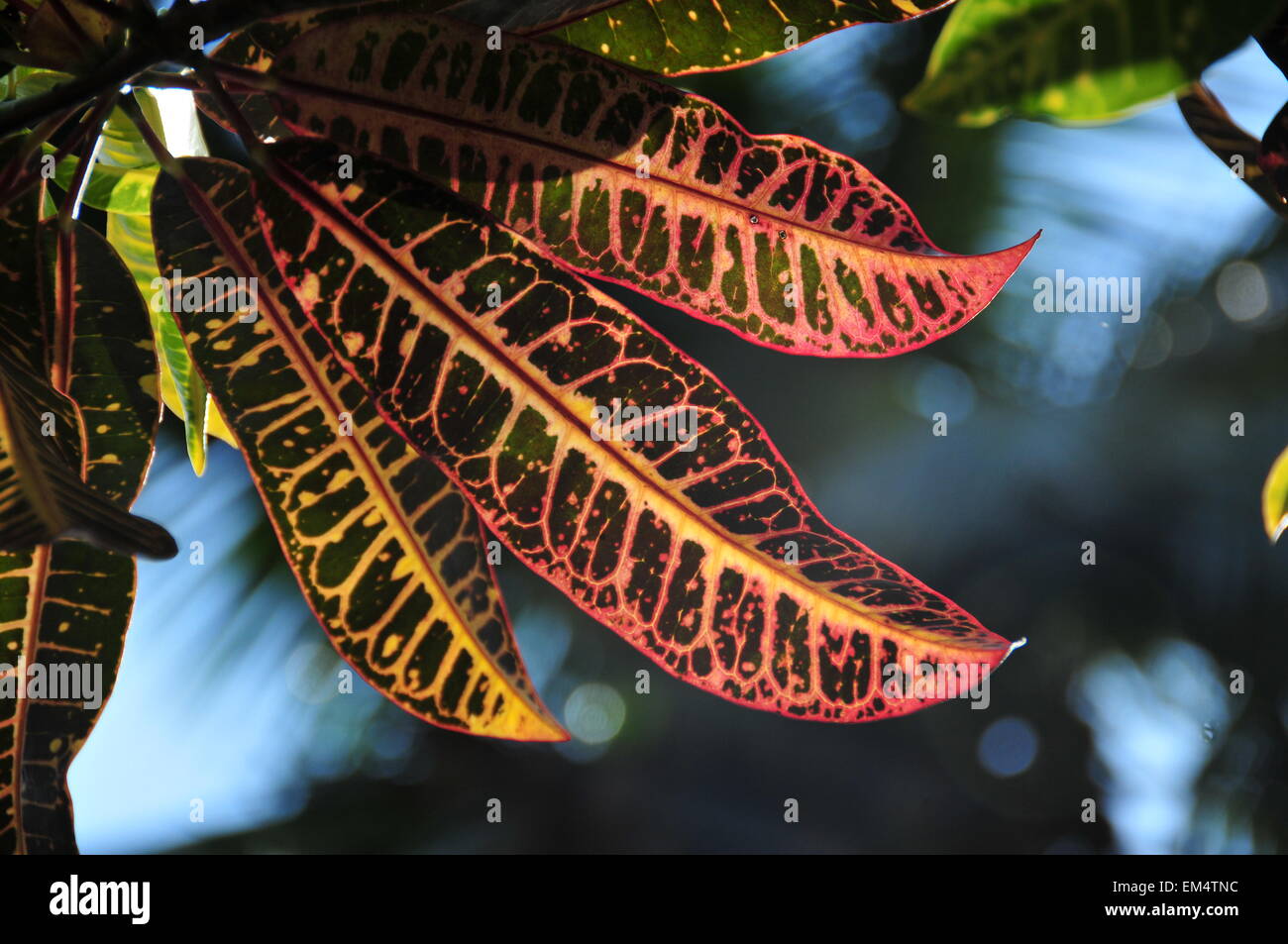 Natural glowing vivid colors Stock Photo - Alamy