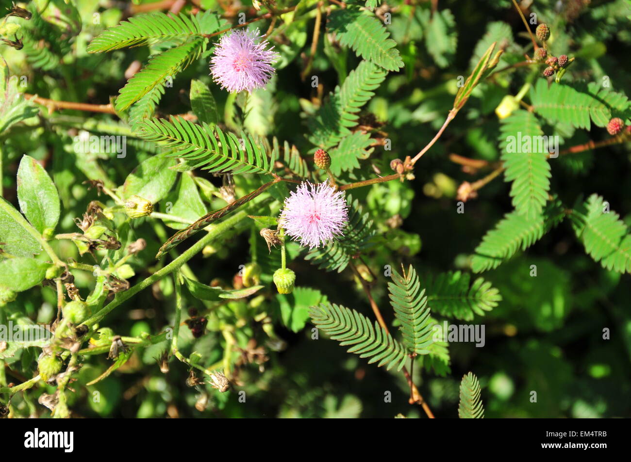 A violet small flower mainly seen in south India Stock Photo - Alamy