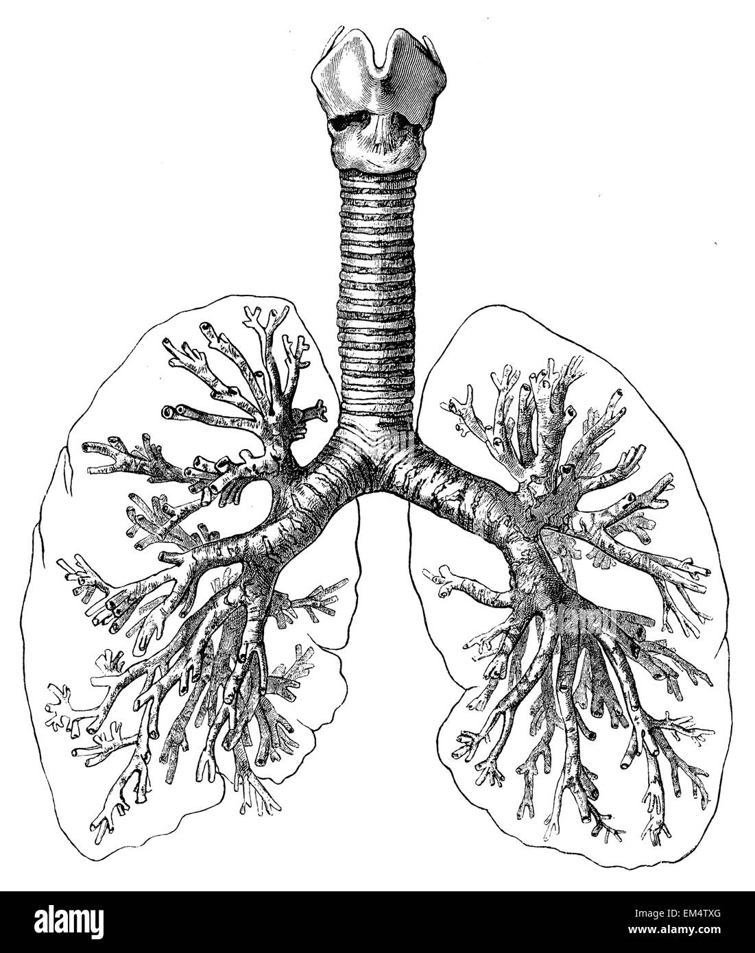 Line illustration of lungs Cut Out Stock Images & Pictures - Alamy