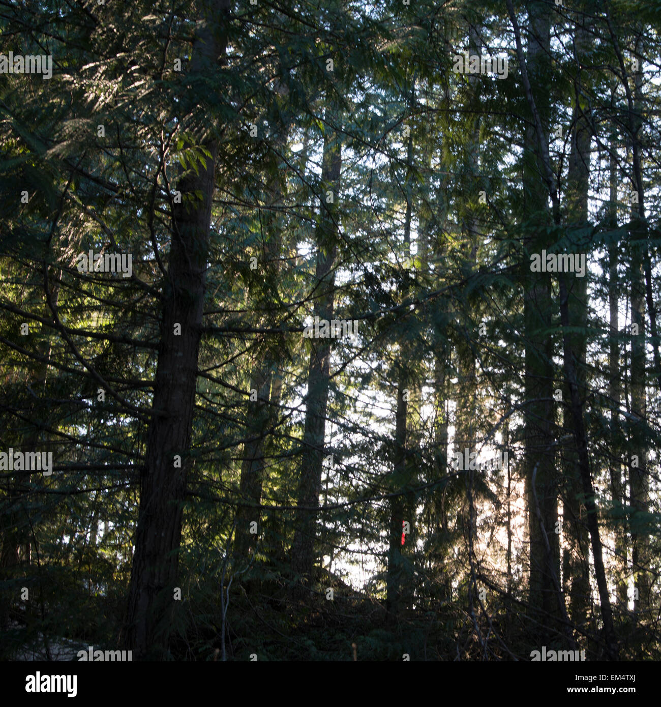 Trees in a forest, Whistler, British Columbia, Canada Stock Photo - Alamy