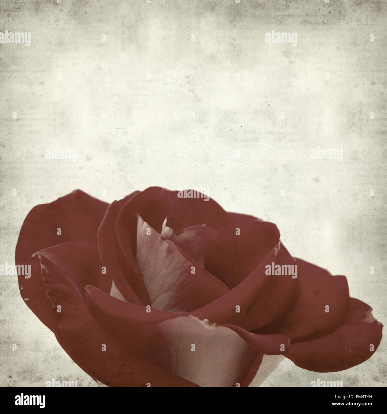 textured old paper background with two-toned roses Stock Photo - Alamy