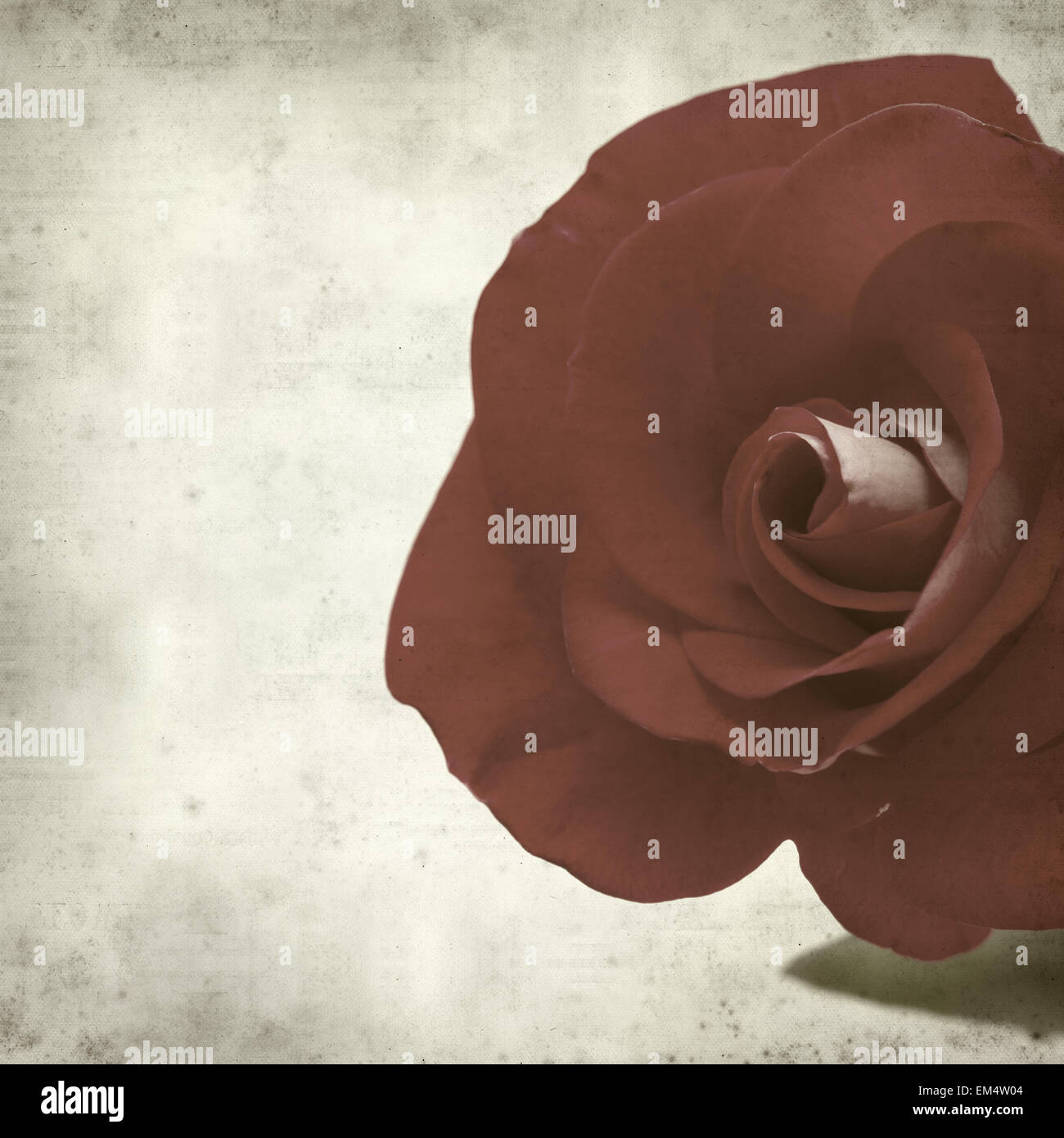 textured old paper background with two-toned roses Stock Photo - Alamy