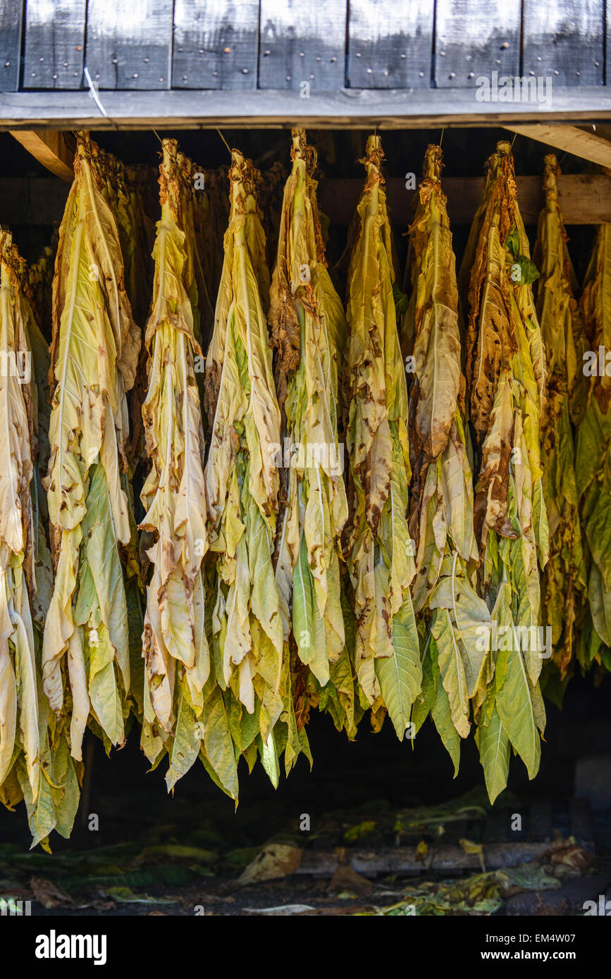 Tobacco leaf drying tobacco leaf drying hi-res stock photography and ...