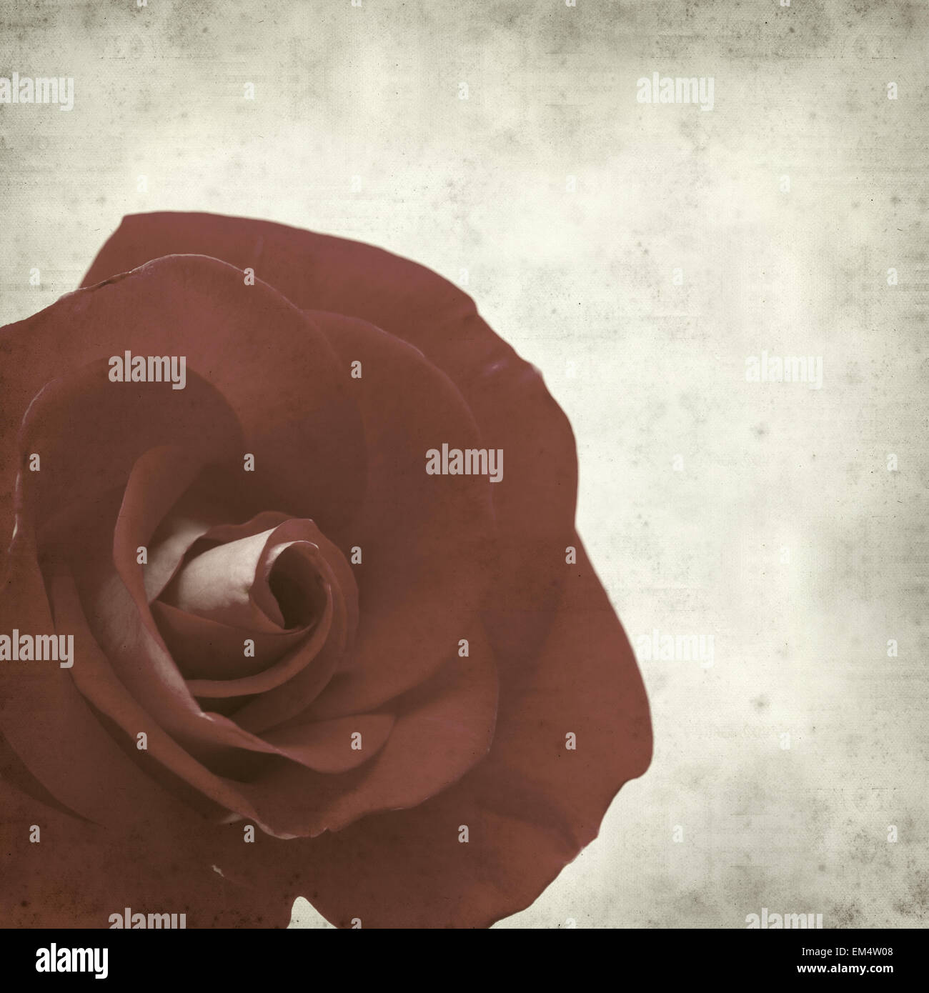 textured old paper background with two-toned roses Stock Photo - Alamy
