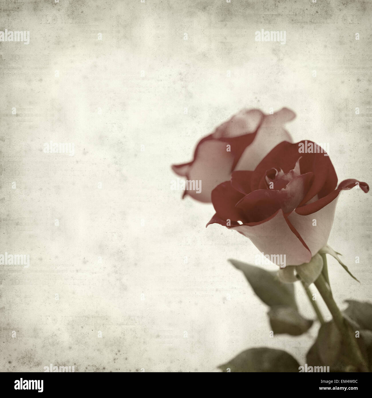 textured old paper background with two-toned roses Stock Photo - Alamy