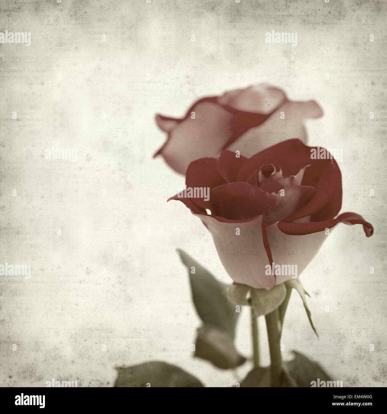textured old paper background with two-toned roses Stock Photo - Alamy