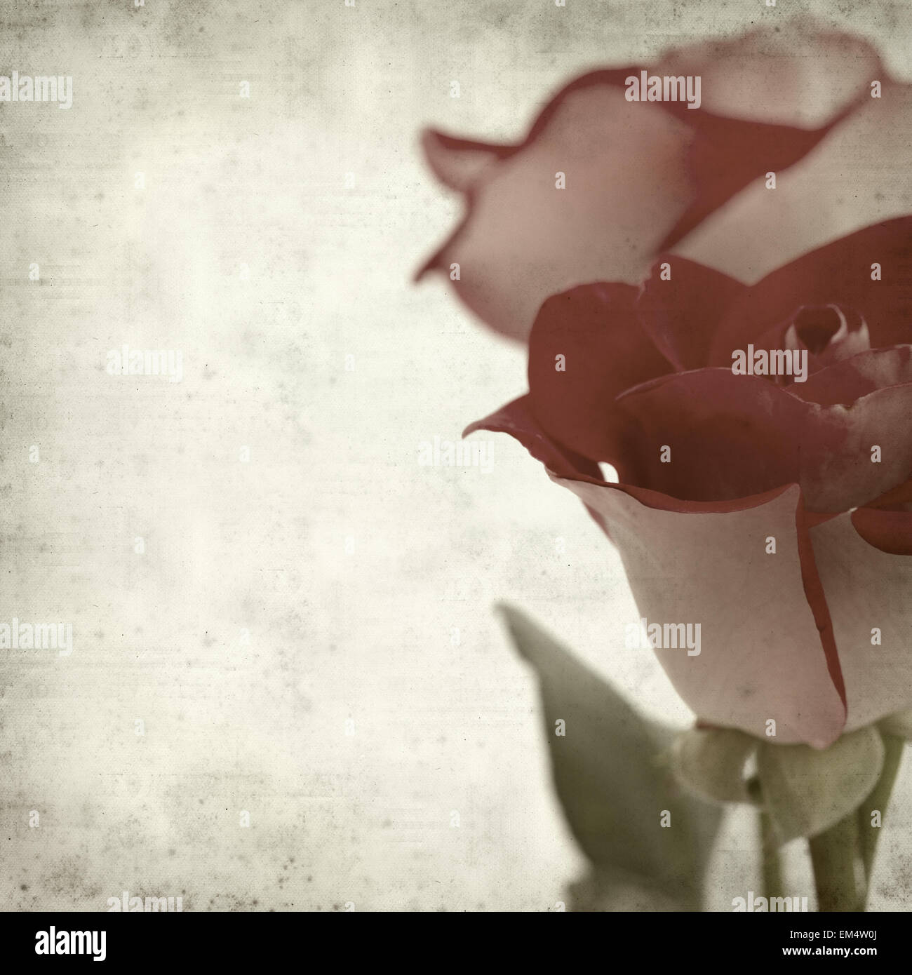 textured old paper background with two-toned roses Stock Photo - Alamy