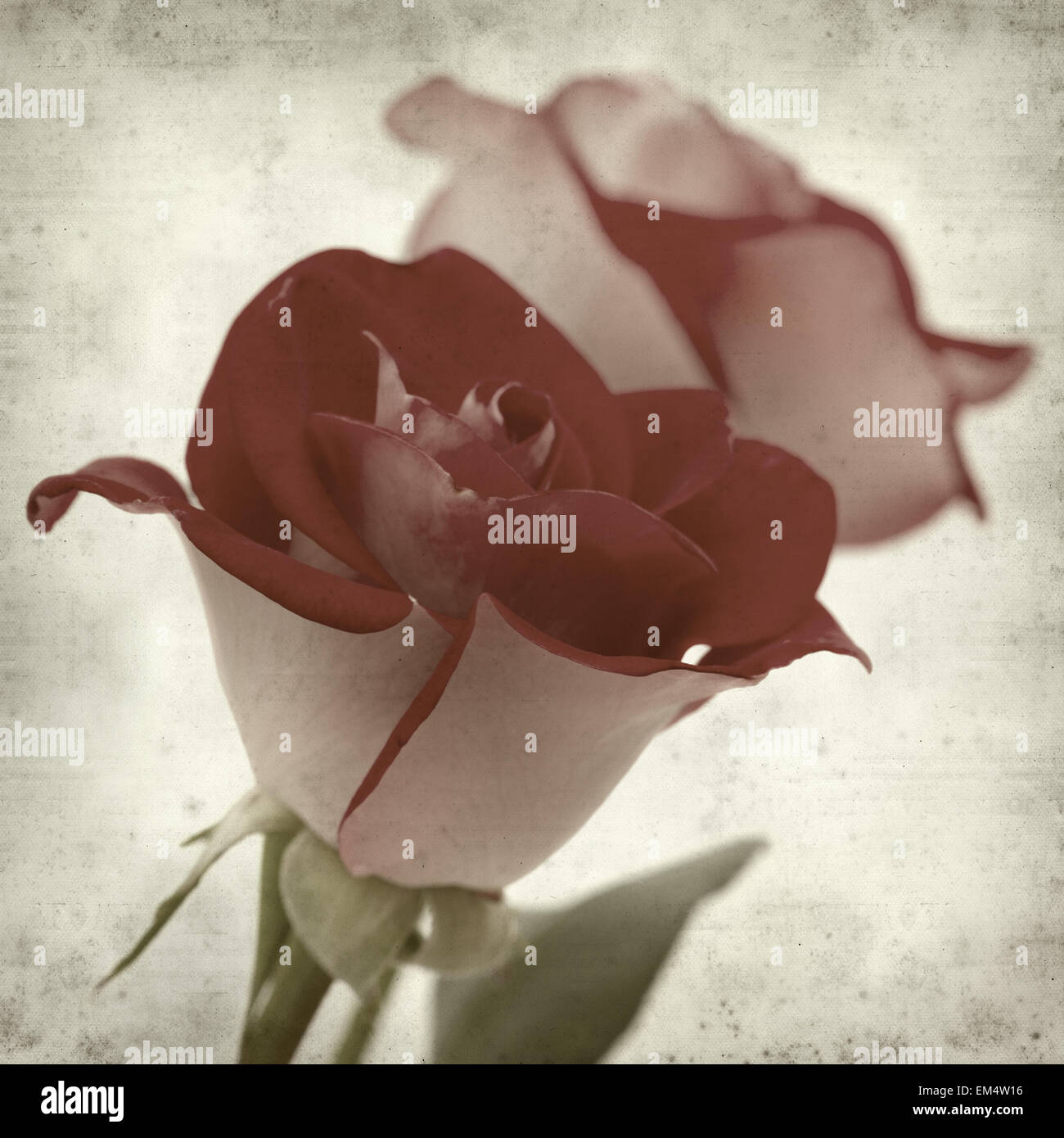 textured old paper background with two-toned roses Stock Photo - Alamy