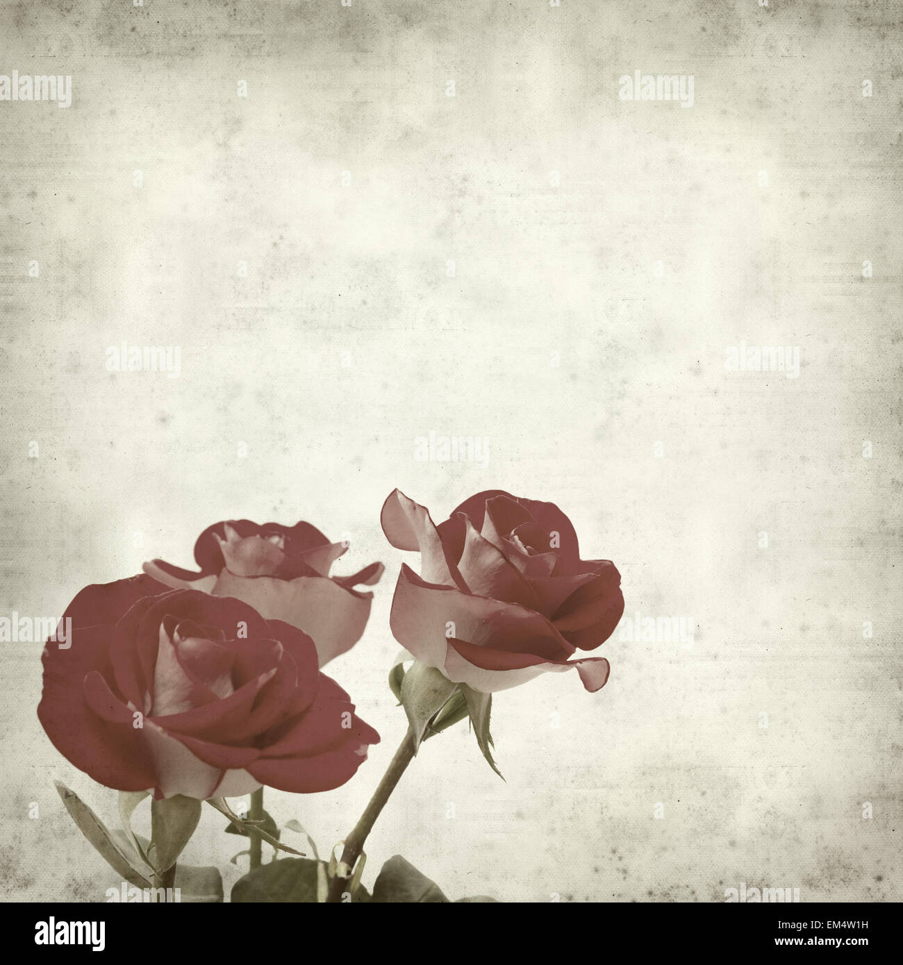 textured old paper background with two-toned roses Stock Photo - Alamy