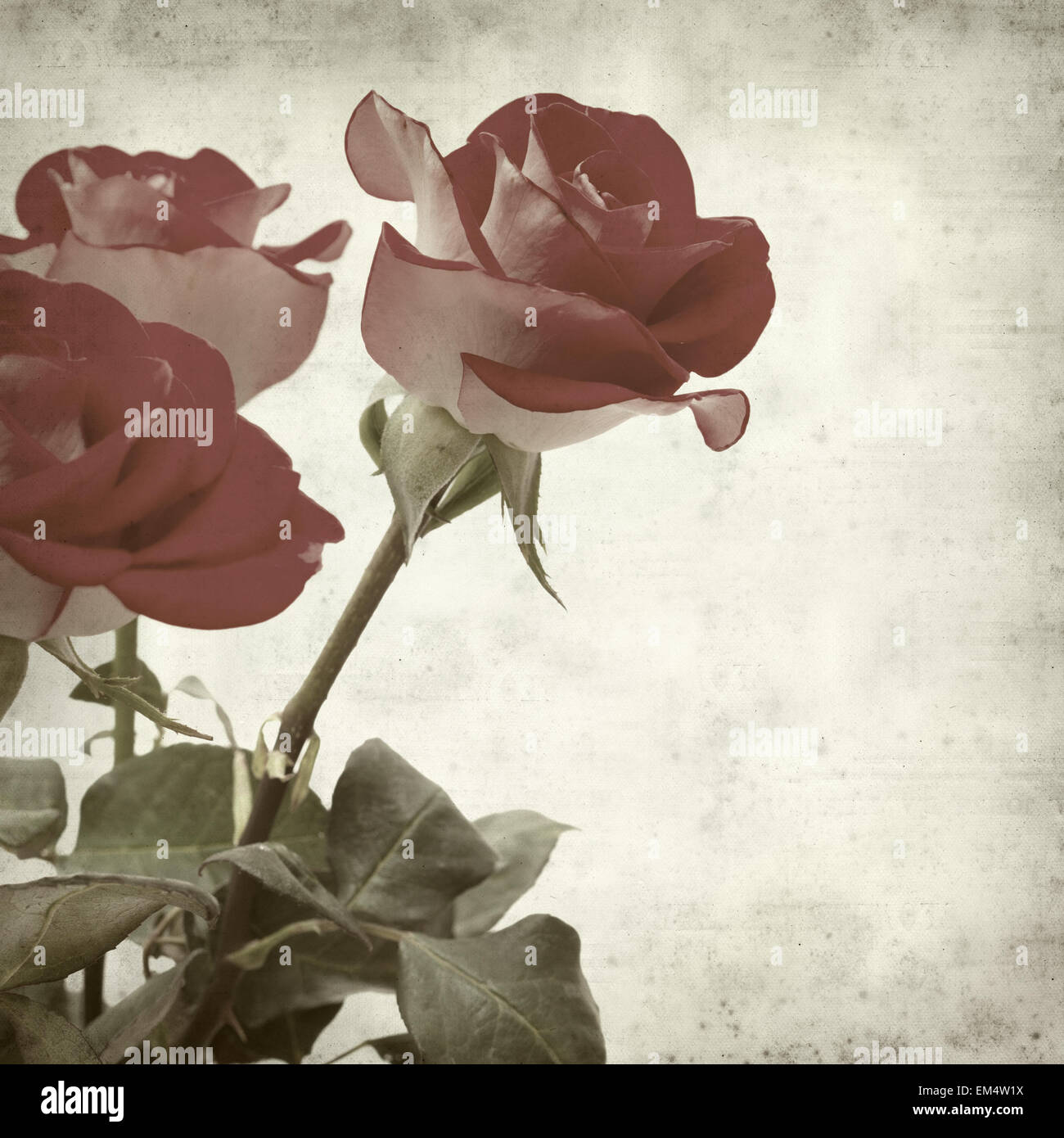 textured old paper background with two-toned roses Stock Photo - Alamy